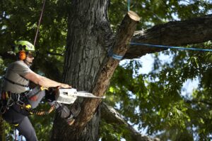 Tree Care & Arborist Supplies - Vermeer Southeast
